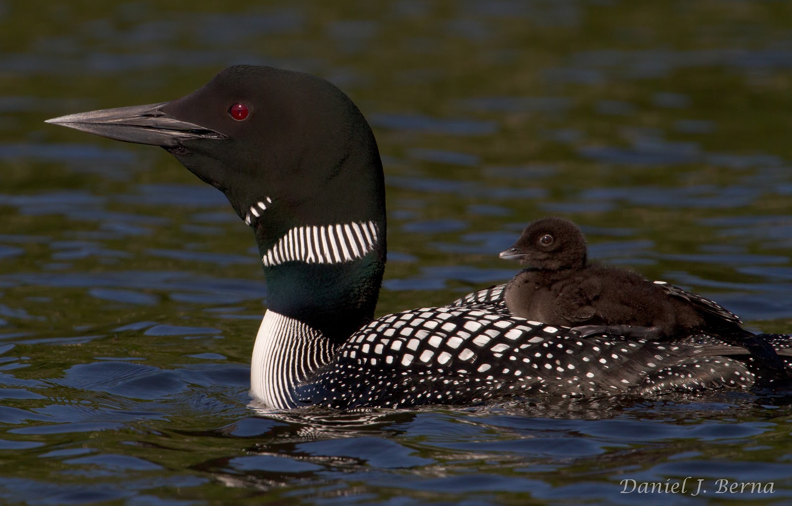 Daniel Berna Photography: Loon with Baby