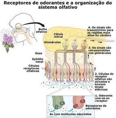 El olfato humano ¿Cómo funciona?