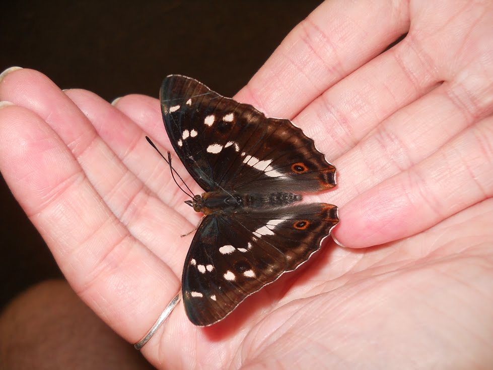 e Consiliere: Fluturele