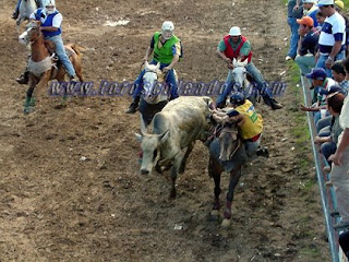 coleo de toros en venezuela