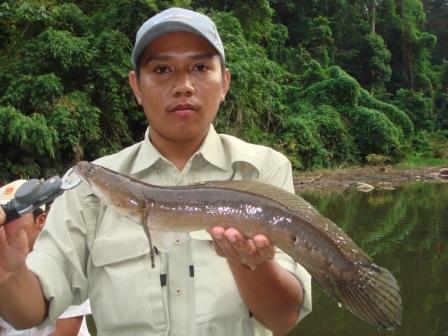 Team Pacat: Pacat Super Series 2