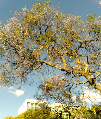 Céu, flores e palavras: Dalbergia violacea, Malme, Leguminosae (Caviúna ...
