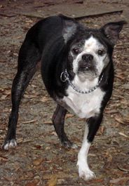 Rebound Hounds: Senior Pet Adoption Stories Part 2: Granny Annie The Tripod