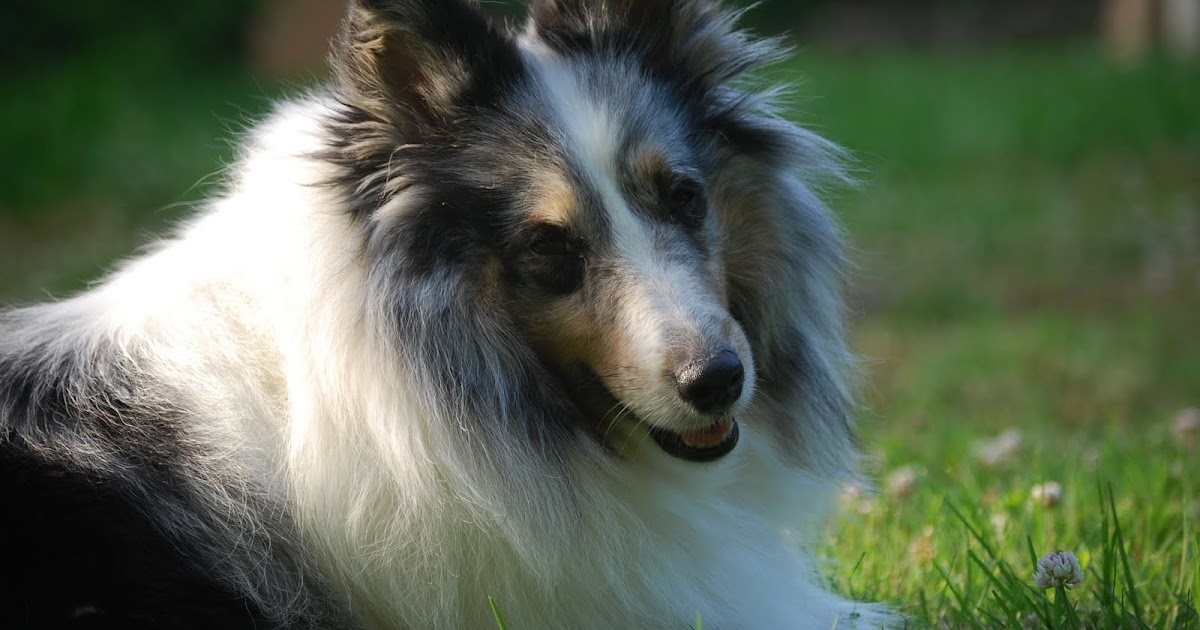 RyverGrove Shelties: Belmark Kalo's Guiding Light