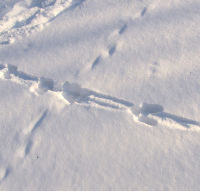 Palemaleirregulars: Rabbit Tracks in the Snow:Hopping Down the Bunny Trail