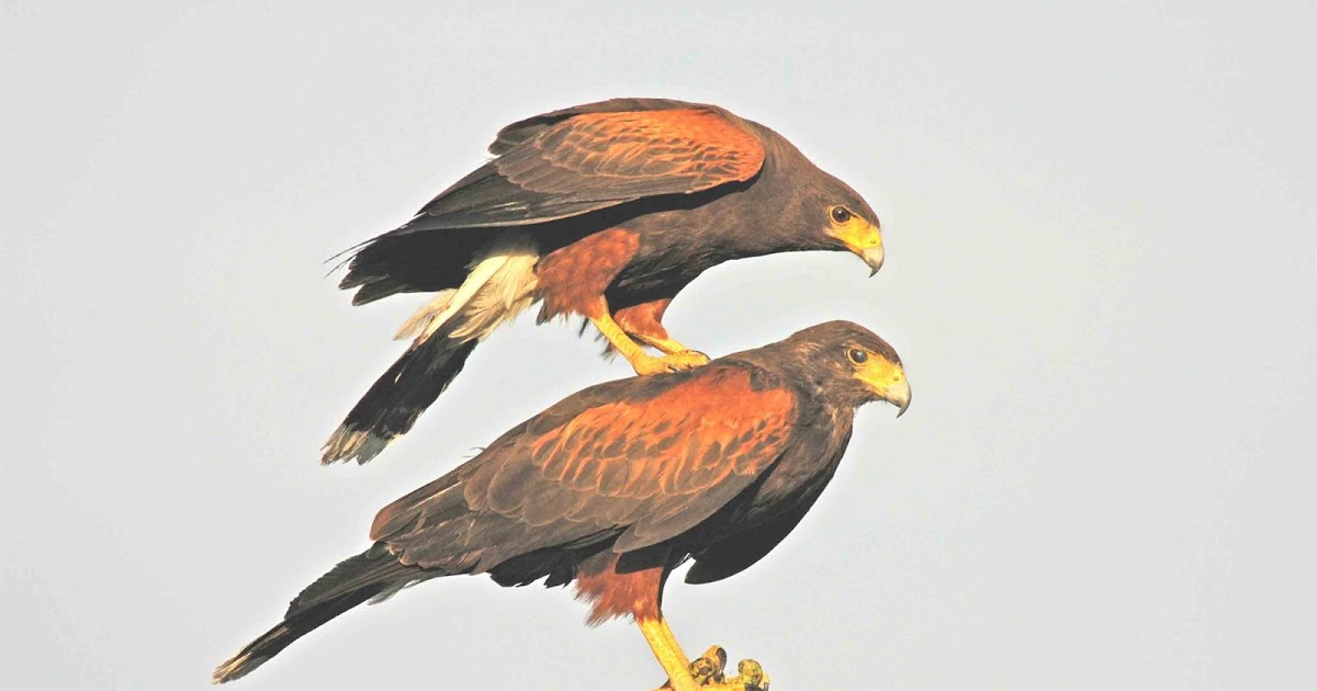 Harris Hawk Stack