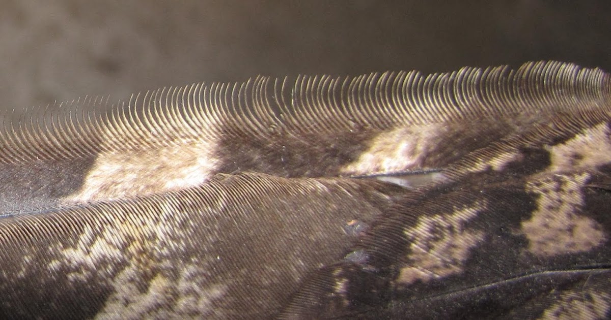 Palemaleirregulars: Silent Flight and Owl Feather Structure Plus John ...