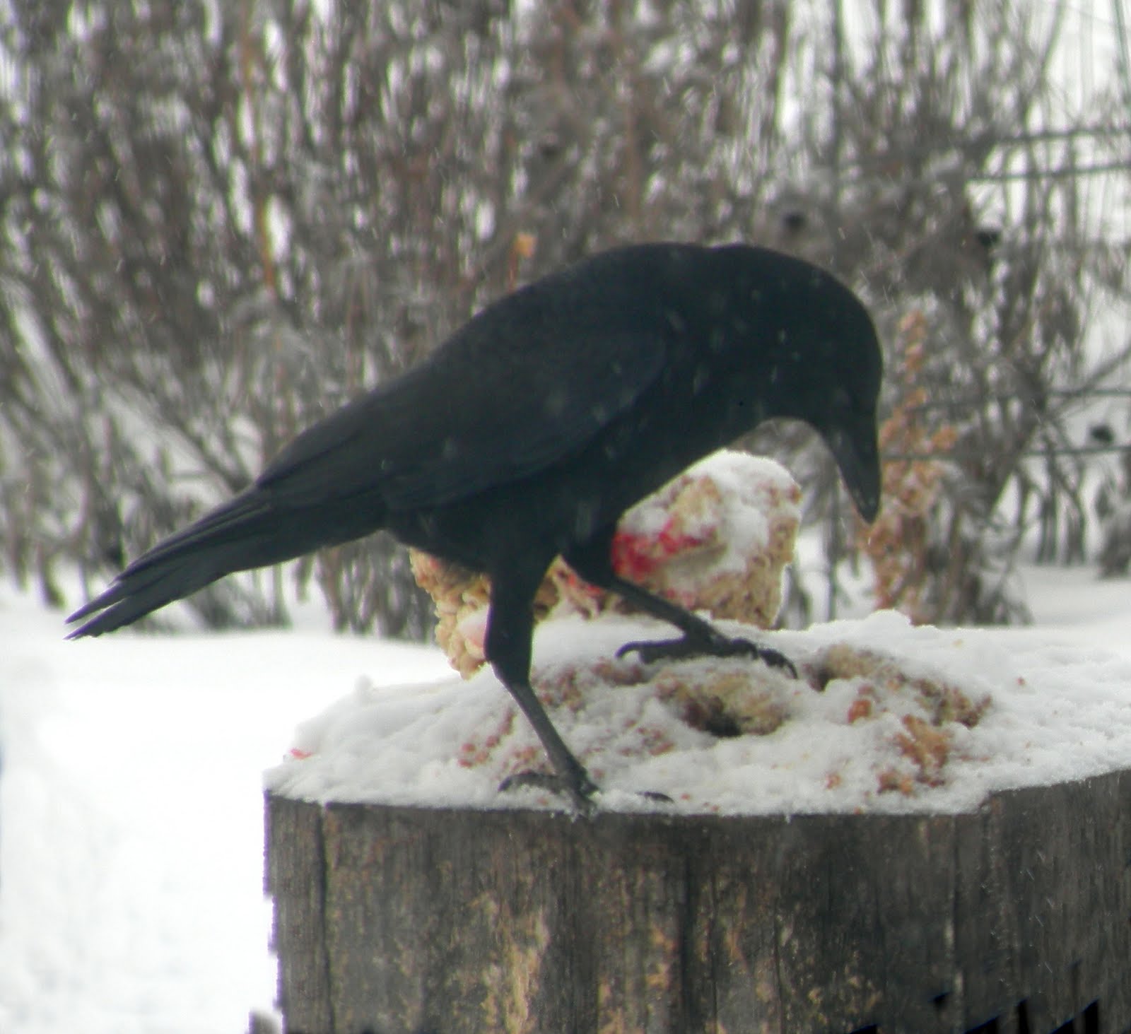 Palemaleirregulars: Crow Tricks-Chris, Carol, and Chris Crow Jr.