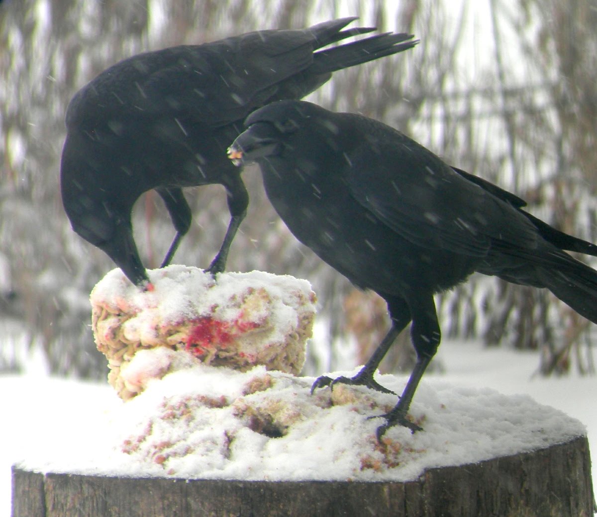 Palemaleirregulars: Crow Tricks-Chris, Carol, and Chris Crow Jr.