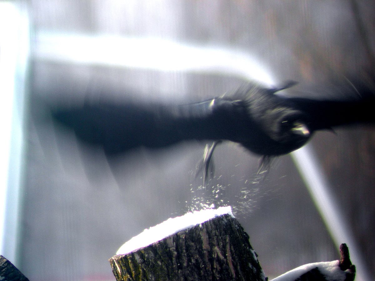 Palemaleirregulars: Crow Tricks-Chris, Carol, and Chris Crow Jr.