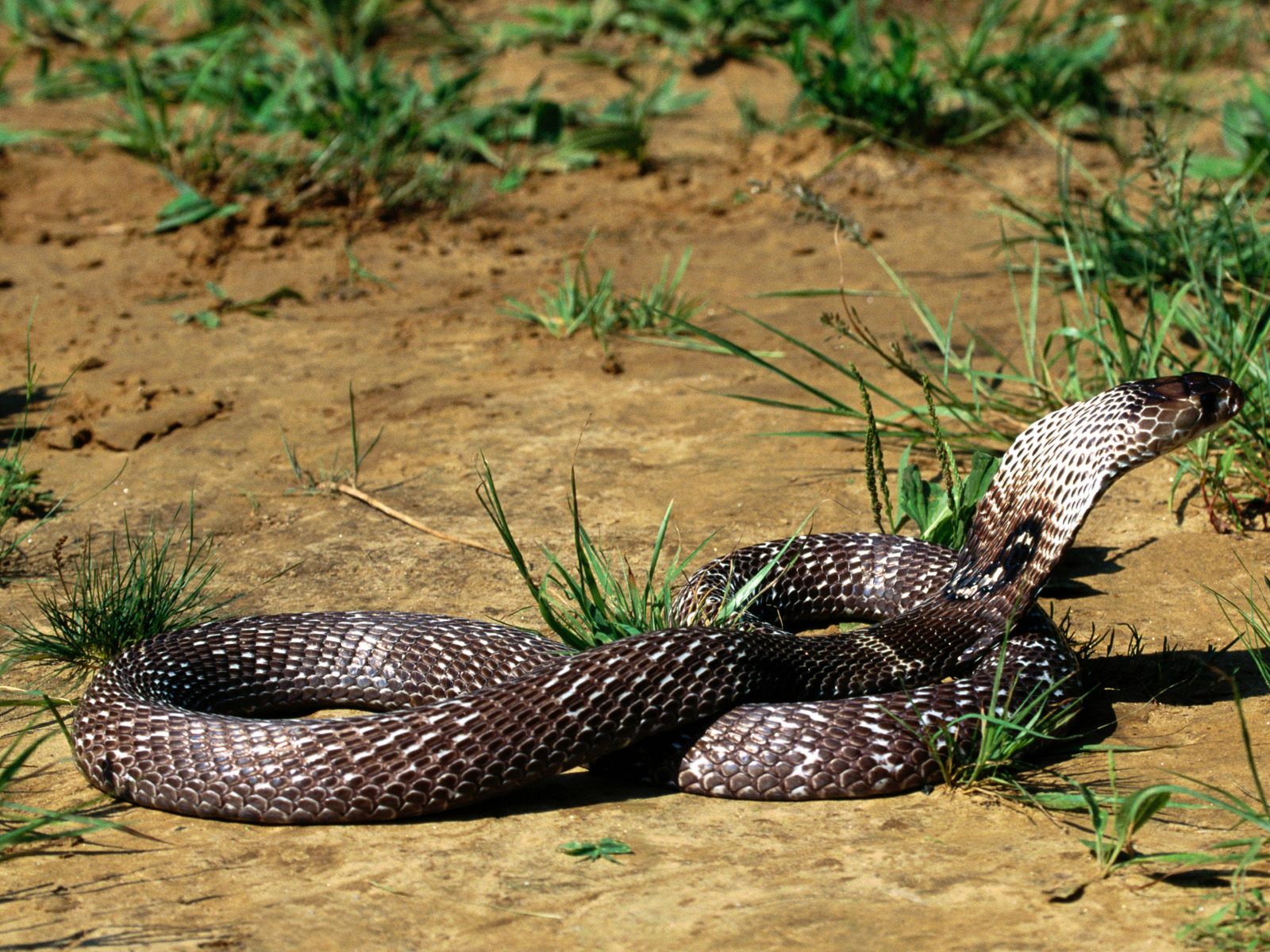 Ophidian Ophidian Ophidian Ophidian | Encyclopedia of World Photo