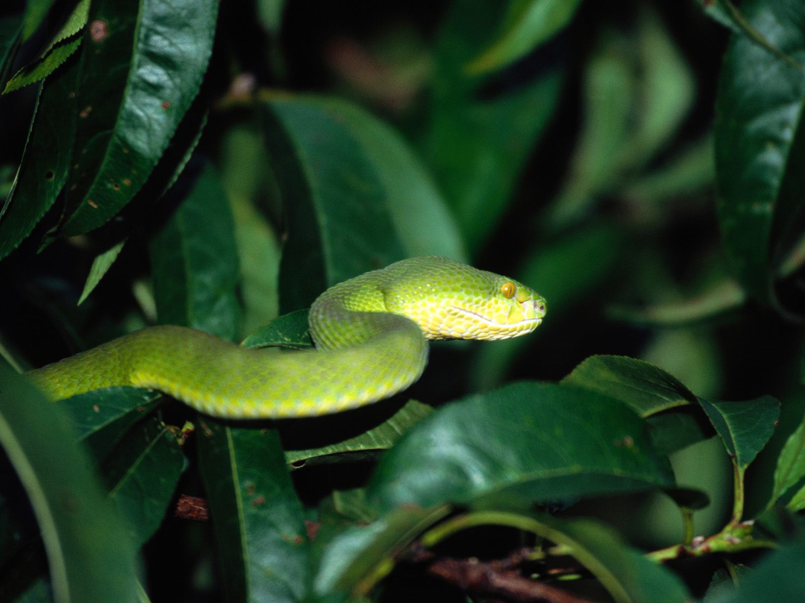 Ophidian Ophidian Ophidian Ophidian | Encyclopedia of World Photo