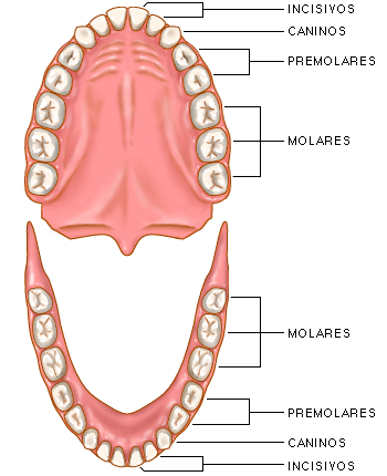 el mundo de la ciencia: dentadura humana