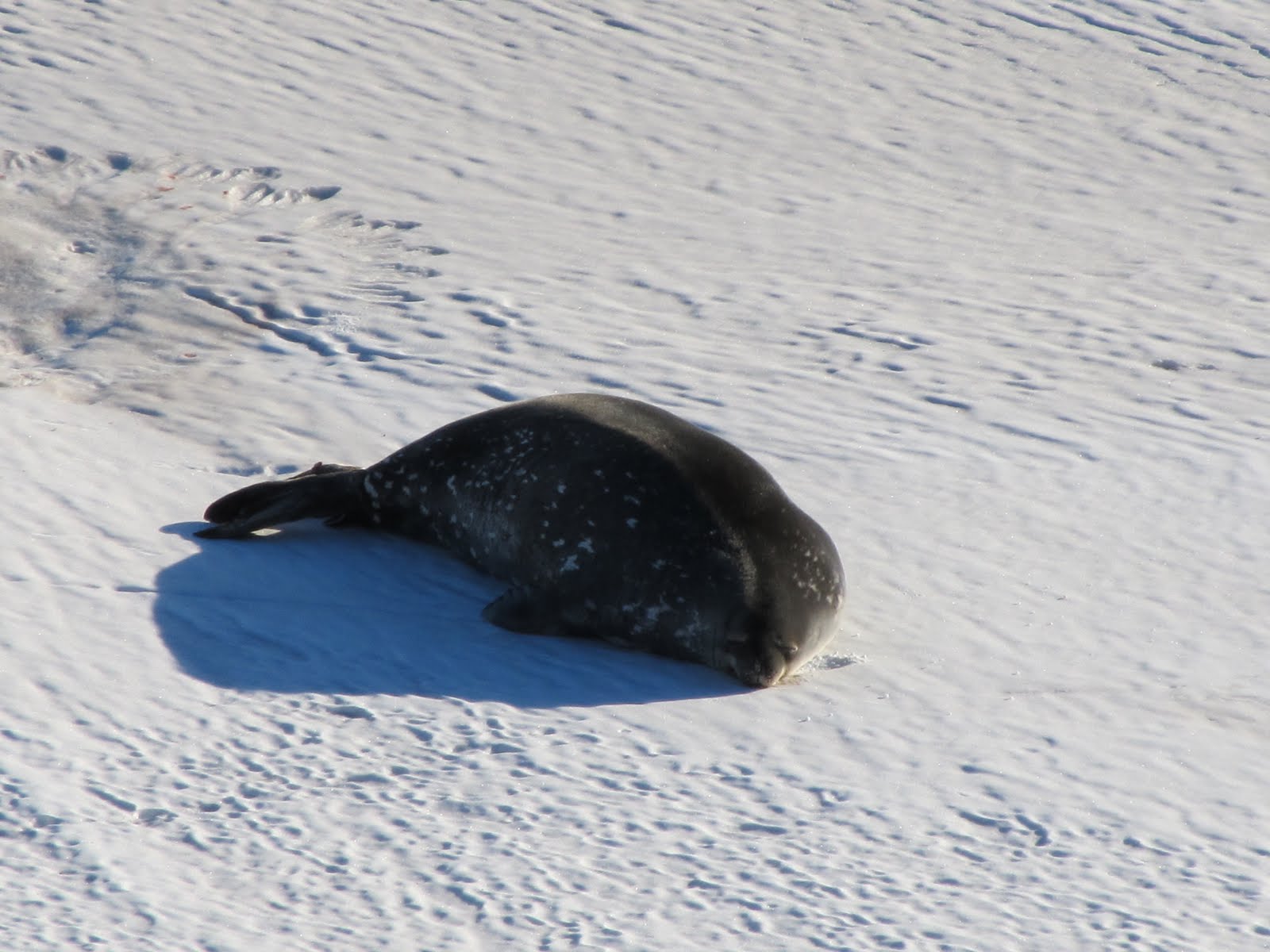 West Antarctic Ice Sheet Science Traverse: Wildlife in Antarctica