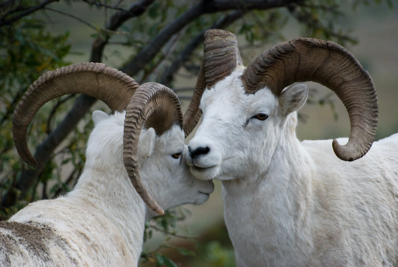 la rutina diaria: Dall sheep