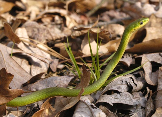 Go Green Girl: King Cobras