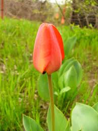 FISIOLOGIA VEGETAL: PROPAGACIÓN VEGETATIVA Y ACODAMIENTO