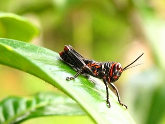 ZGUIOTTO: A vida sexual dos grilos