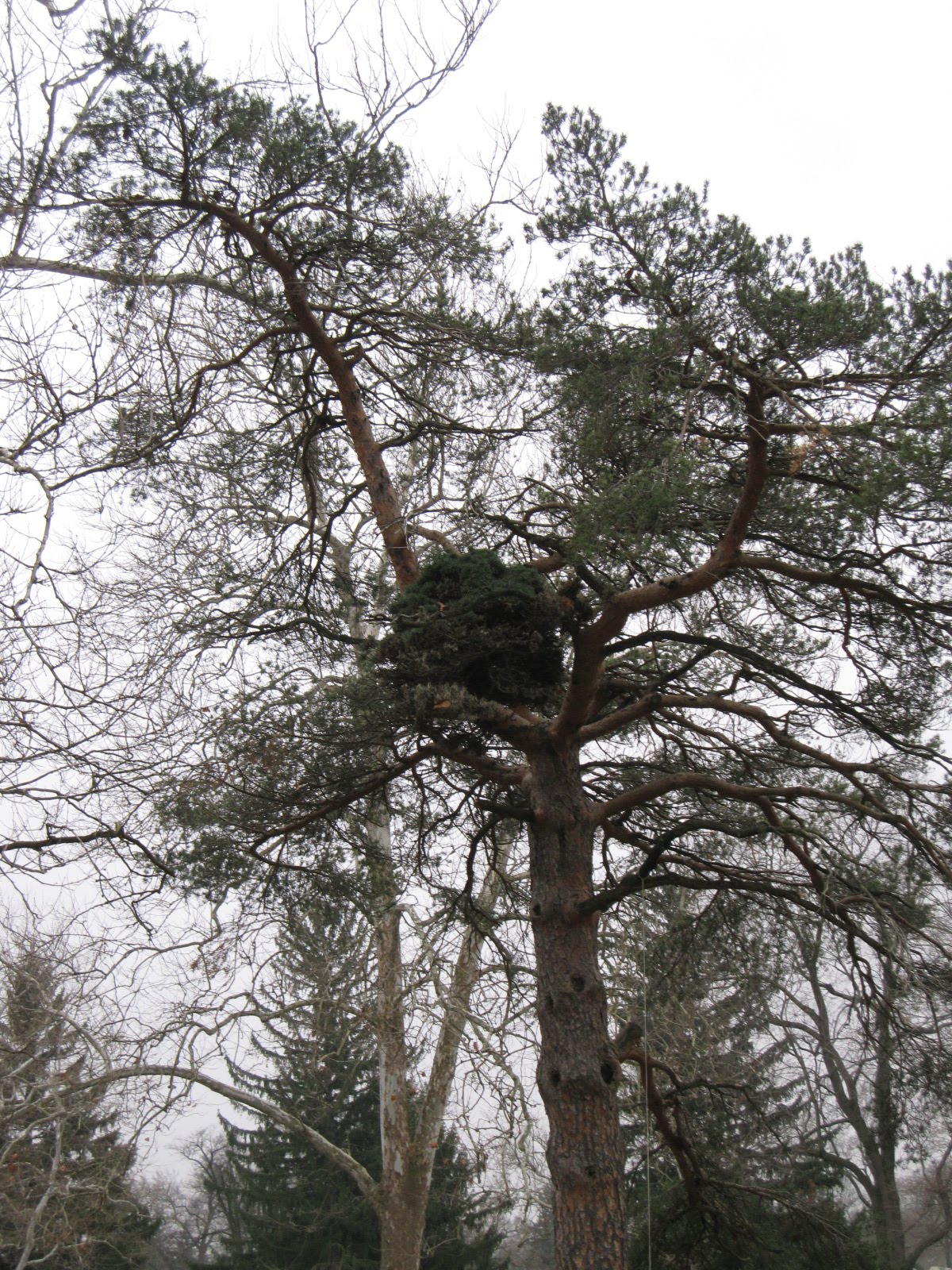 Arrowhead Alpines Blog: Dwarf conifers come from witches!