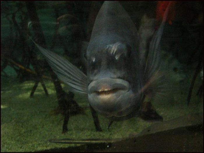 My Funny: Fishes Mimic Like Human Faces | Pictures