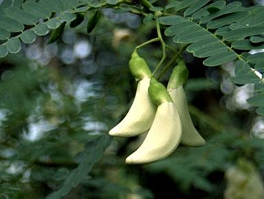 Mengenal Jenis-Jenis Tanaman Sayuran ~ Tanaman Indonesia