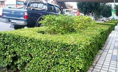 MENGENAL JENIS-JENIS TANAMAN HIAS