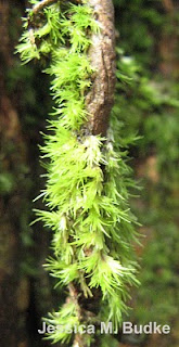 Moss Plants and More: 2010