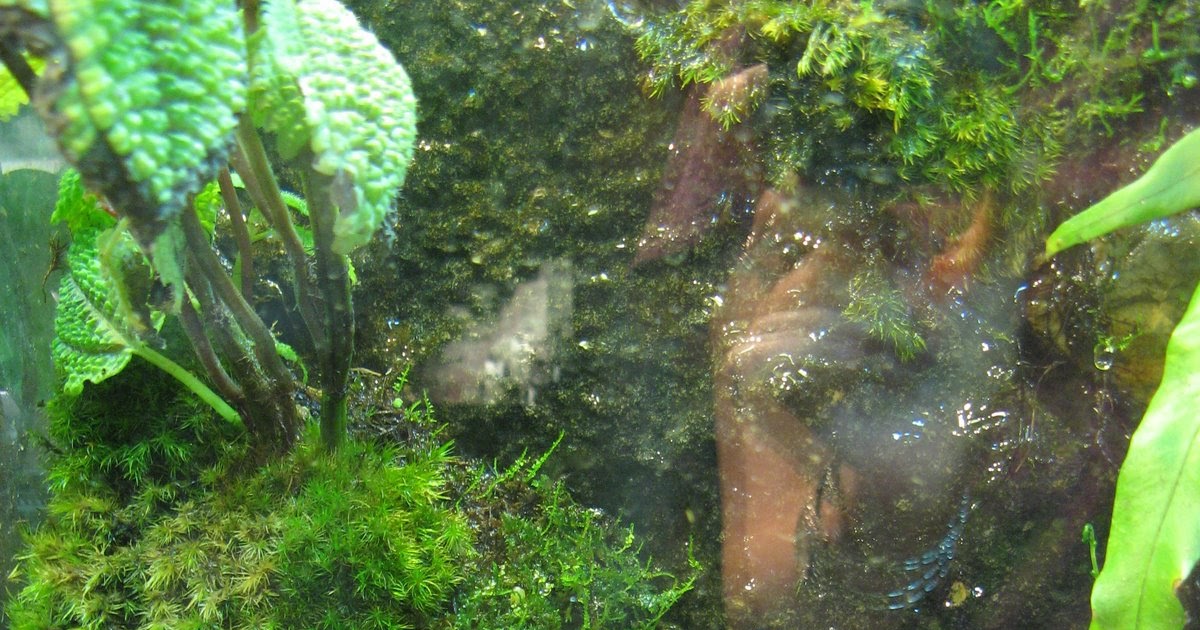 Moss Plants and More: Mossy Frog at the New England Aquarium