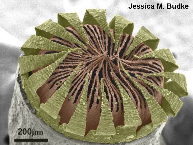 Moss Plants and More: Timmia Peristome