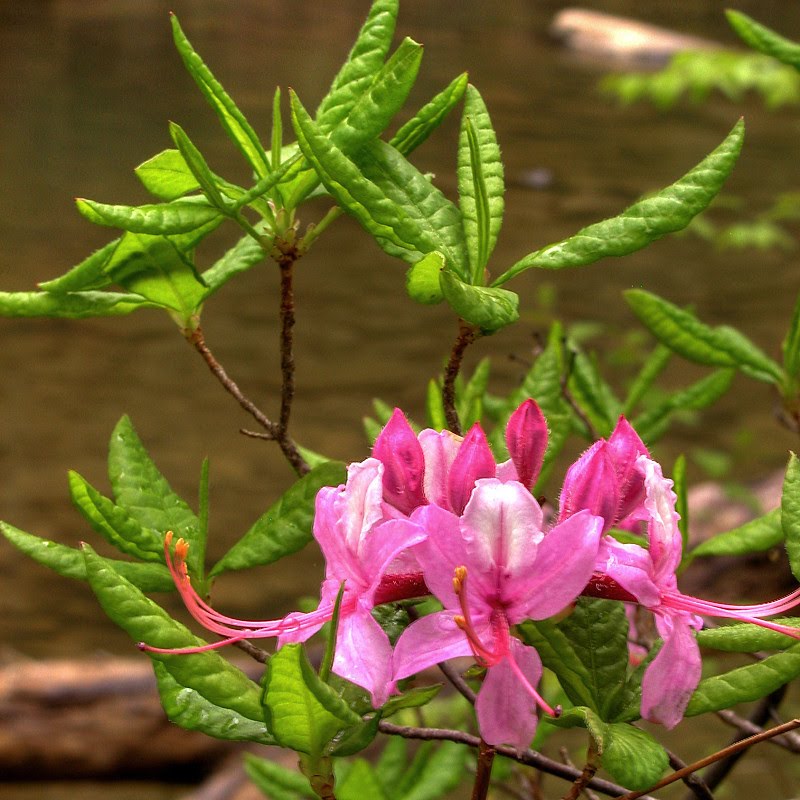 Shenandoah Vineyards Blog: Spring Watch April 25, 2010 - Wild Azaleas