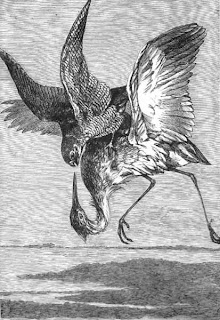 PTLDME: Harrison Weir