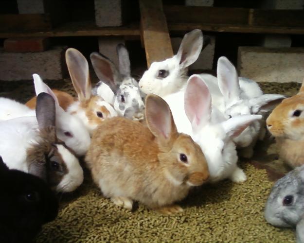 Fotos de conejas - Imagui