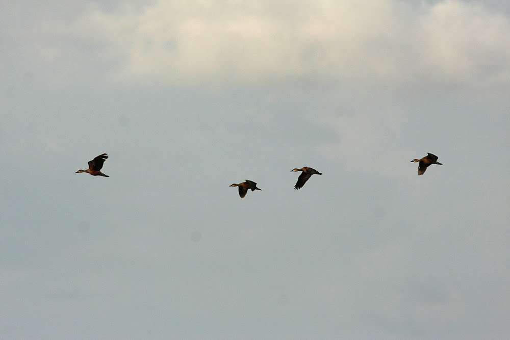 Birdwatching In Miri, Sarawak: Birds in Miri's very own patch of wetlands.