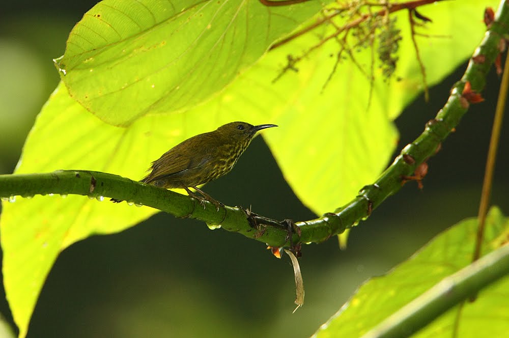 Birdwatching In Miri, Sarawak: Birds from Hilltop Lodge, Lambir Hills ...
