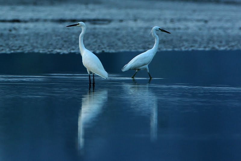 Birdwatching In Miri, Sarawak: BIRDS! BIRDS! BIRDS!