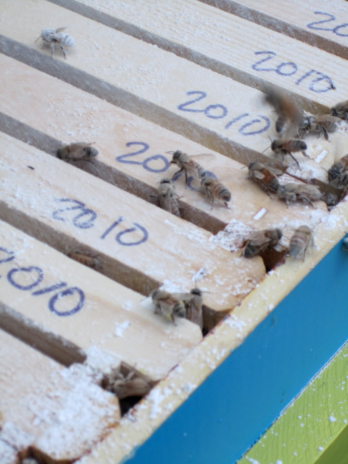 Audrey's Buzz'n Honeybees: Ghost Bees