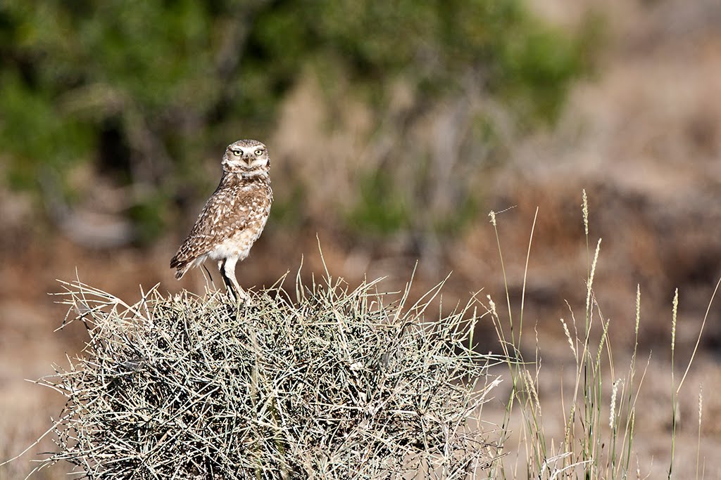 What's Current with Kevin & Anne: Our weekend Burrowing Owl trip to ...