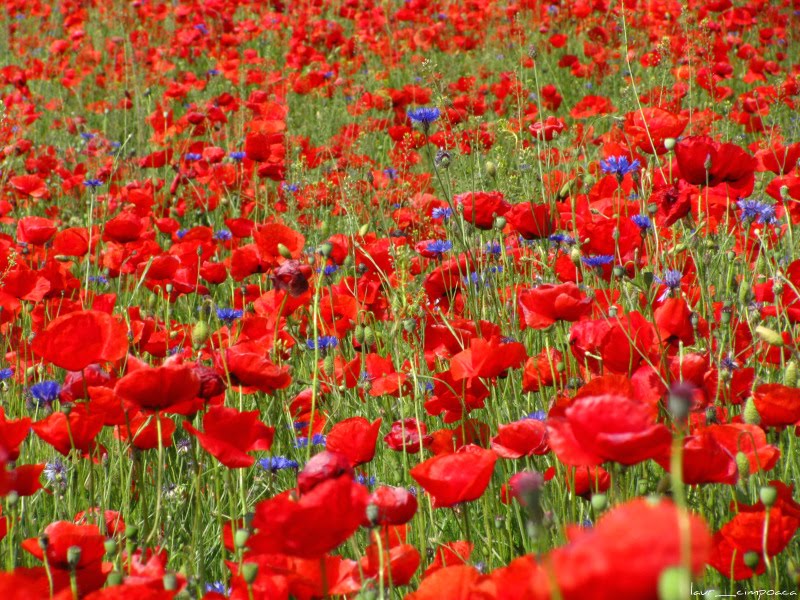 -fotografie-: Un camp de maci