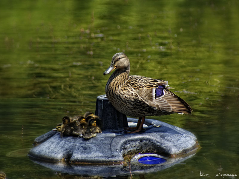 (c)Photography beyond words,poze,fotografii,photo from Romania: Rata ...