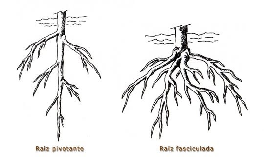 ana: Tipos de raiz