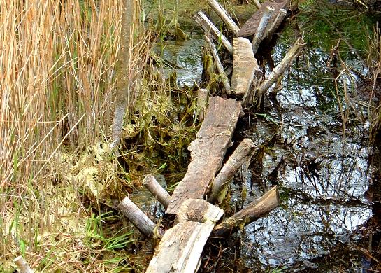 Preserved through time Part.II | Elixir Of Knowledge