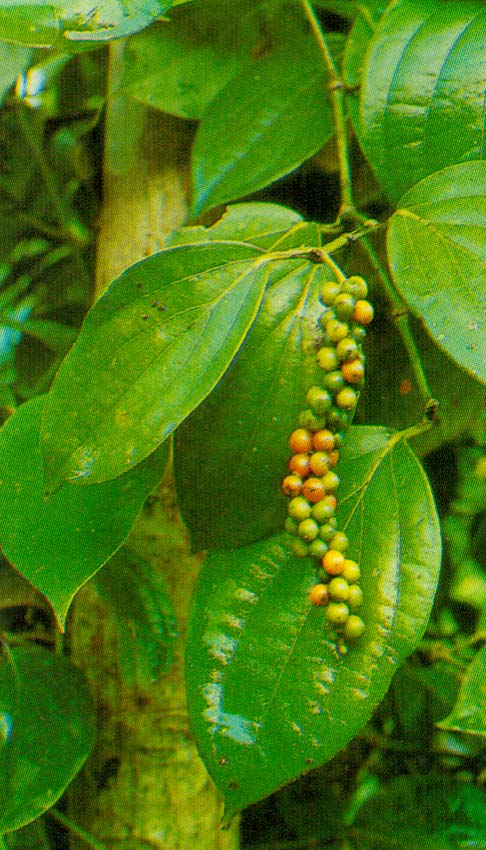 Cara Budidaya Tanaman Lada