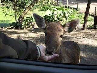 ♥Pituca♥: Simba Safari ♥