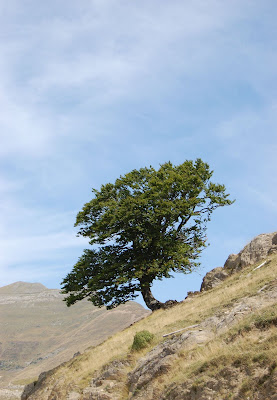L'arbre aux questions: Arbre au vent