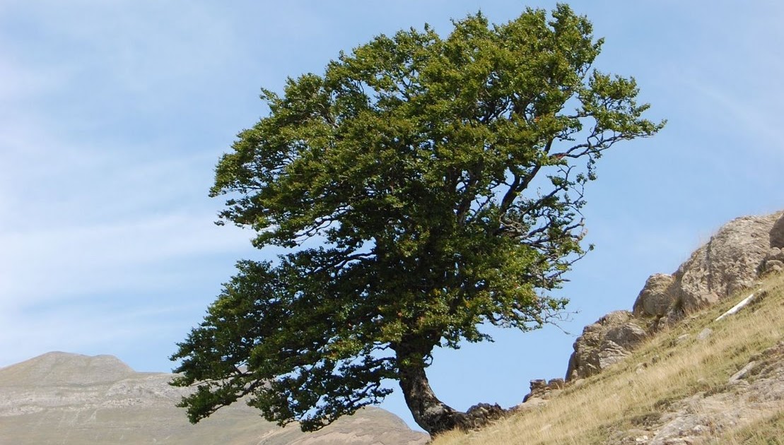 L'arbre aux questions: Arbre au vent