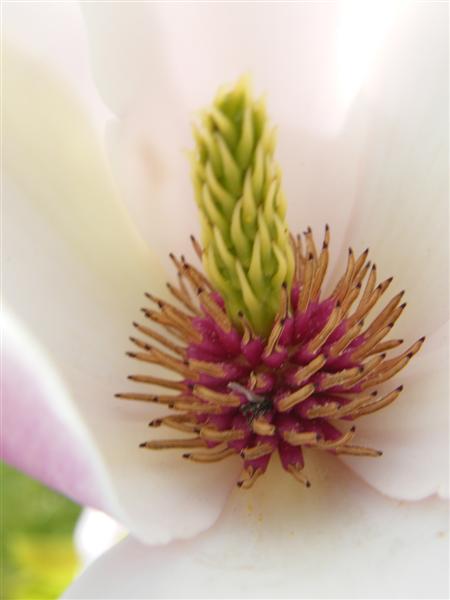 Snappy's Gardens Blog: Magnolia Magic