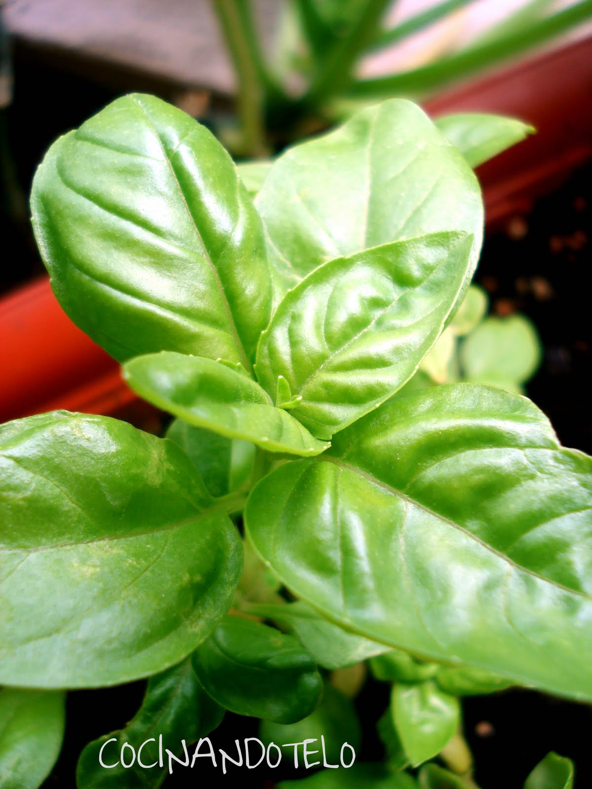 Cocinándotelo: MI MACETO-HUERTO Y UN DESCANSO....