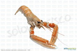 Marisco Gallego: Cigala (Nephrops Norvegicus)