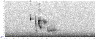 BIRD CALLS and SONGS: Titmice calls