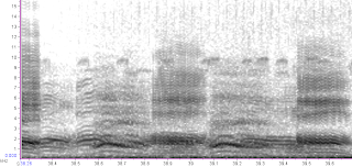 BIRD CALLS and SONGS: Fish Crow calls